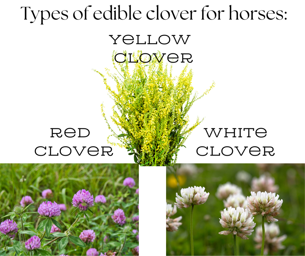 The Real Story About Clover for Horses – WildFedHorse