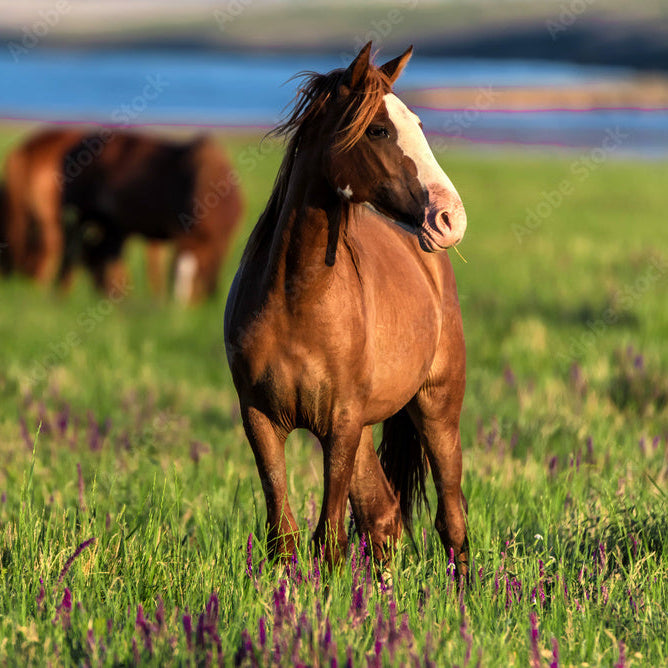Wild Fed Horse – WildFedHorse